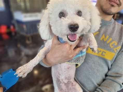 비숑프리제 몽실이 포메라니안종류 말티즈종류 말티푸종류 푸들종류 먼치킨종류 랙돌종류 브리티쉬숏헤어종류 스코티쉬폴드종류 러시안블루종류 소형견성격 중형견성격 대형견성격 비숑프리제