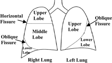 Figure 1 From Automatic Fissure Detection In Ct Images Based On The Genetic Algorithm Semantic