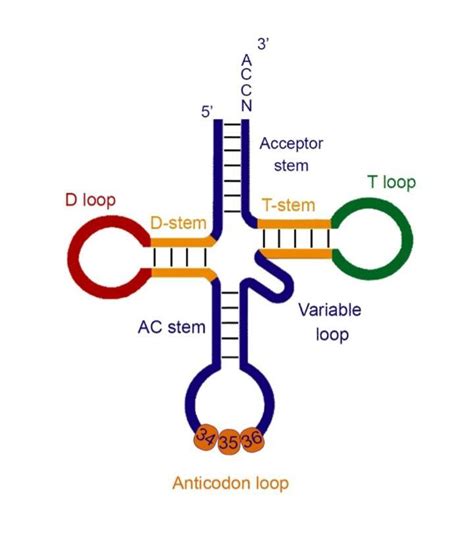 Draw A Neat Labelled Diagram Of The Hair Pin Model Of T Rna