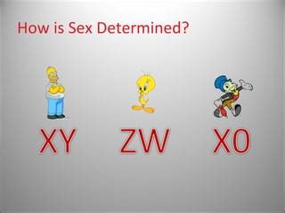 Sex Determination Linkage PPT