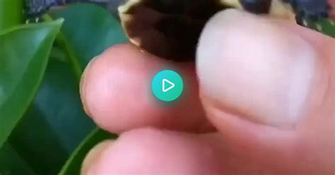 Two Headed Turtle  On Imgur