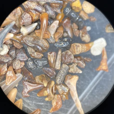 Microfossil Mound Member Collections The Fossil Forum