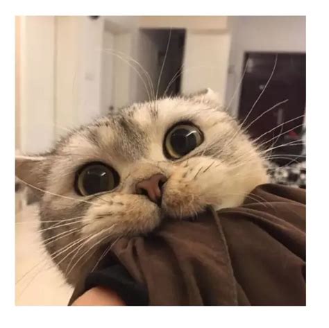 猫咪咬人？亲亲，我们这边建议您咬回去呢！ 知乎