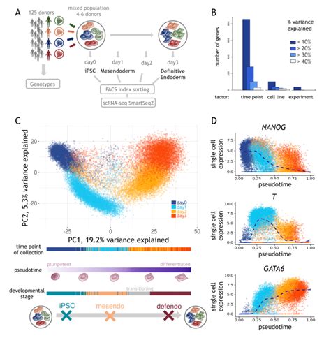 Single Cell Endoderm Differentiation Of Pooled Ipsc Lines Download Scientific Diagram