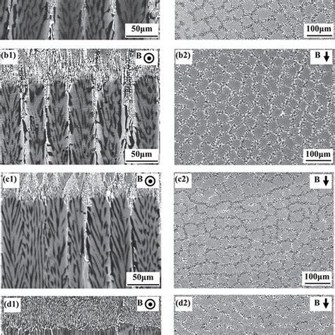Microstructures In The Directionally Solidified Download Scientific Diagram