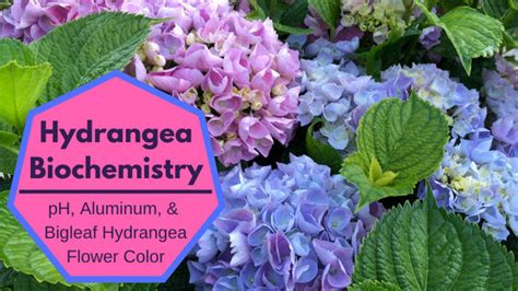 Hydrangea Color And Ph Cutting Edge Plants