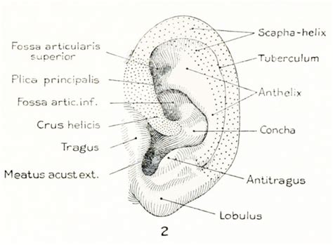 Hearing Outer Ear Development Embryology