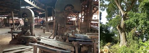 From The Tree To The Finished Product How We Do It LTJarbor