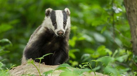 Discovering Uk Badgers Habits Habitat And Conservation
