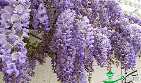 عکس گل اقاقیا عکس نودی