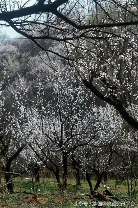陝西西安許熒老師老相機展覽館94 每日頭條