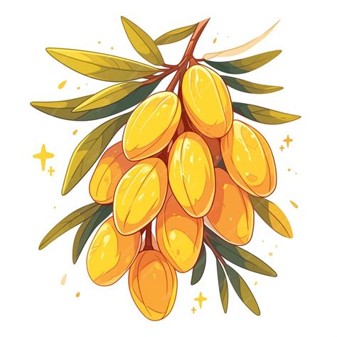 Premium Vector Bunch Of Fresh Longans With Translucent Flesh