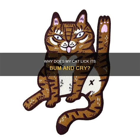 Why Does My Cat Lick Its Bum And Cry Petshun