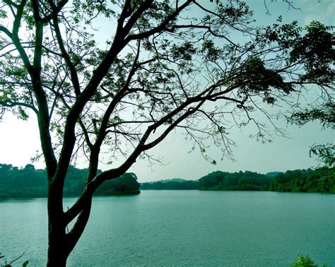 River Side Tree Stock Image Image Of Blue Ecology