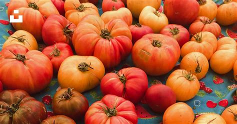 빨간색과 주황색 토마토 사진 Unsplash의 무료 야채 이미지