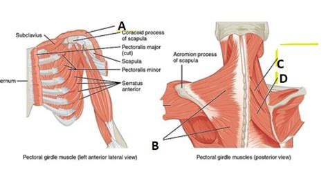Lab Practical 3 Diagram Quizlet