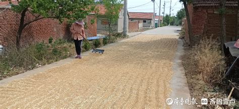 小麦开镰 颗粒归仓范作峰铺集镇麦田