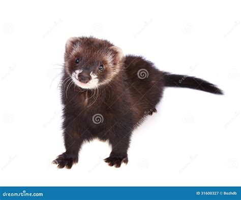 Jogo Da Doninha Imagem De Stock Imagem De Castanha Pele 31600327