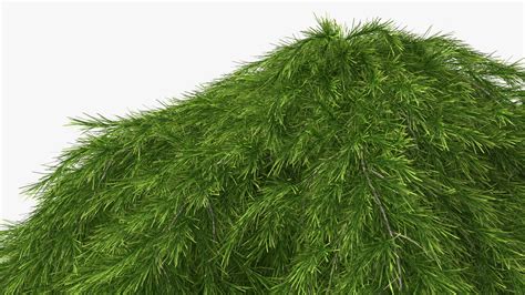 Acacia Cognata Mini Cog 3d Model 29 3ds Blend C4d Fbx Max Ma Lxo Obj Free3d