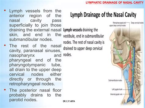 Lymphatic Drainage Of Head And Neck By Dr Cp Arya Bsc Bds M