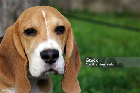 아름 다운 3 색 비글 강아지 영어입니다 녹색 잔디에 앉아 비글은 작은 사냥개의 품종 이다 갈색에 대한 스톡 사진 및 기타 이미지 Istock