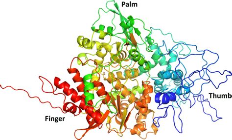 3d Structure Of Sars Cov 2 Rdrp Using Reference Template 6nur Download Scientific Diagram