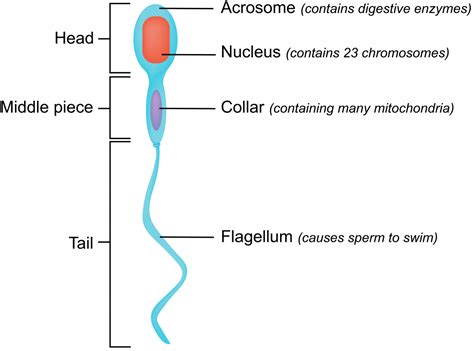 147 Human Fertilization From Gametes To A Zygote The Evolution And