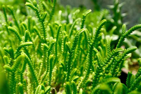 13 Of The Best Crassula Varieties To Grow At Home