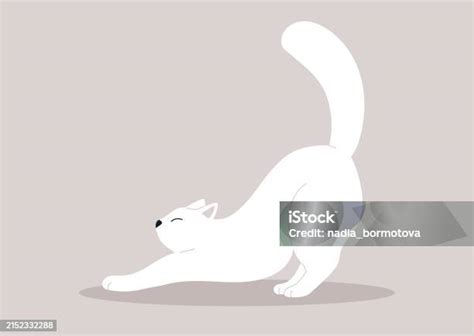 미니멀리즘 영역에서 스트레칭하는 우아한 고양이 우아한 흰 고양이가 단순한 배경을 배경으로 스트레칭으로 뻗어 있습니다 가정 생활에