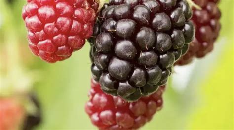 Tayberry Merah Buah Hibrida Dengan Rasa Manis Kaya Manfaat