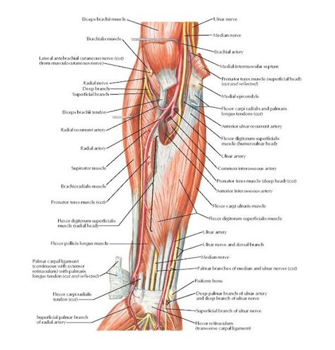 Muscles Of Forearm Intermediate Layer Anterior View Anatomy Ulnar