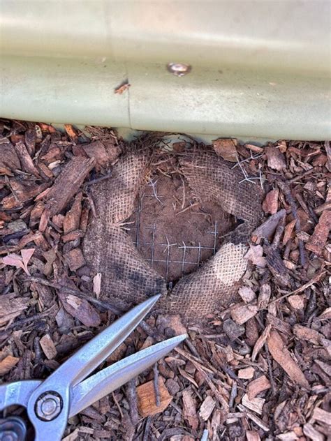 Diy Berry Trellis How To Build A Wire Raspberry Or Blackberry Trellis