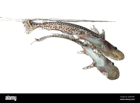 Driftwood Catfish Ageneiosus Pardalis Are Freshwater Fish From The