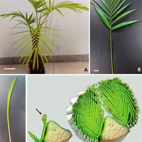 Euterpe Oleracea Mart Segments Organization Along Development A