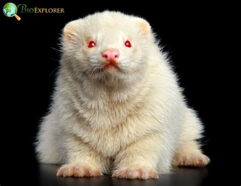 Albino Ferrets White Albino Ferrets Facts And Characteristics