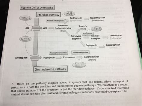 Solved Pigment Cell Of Ommatidia Pteridine Pathway Orown