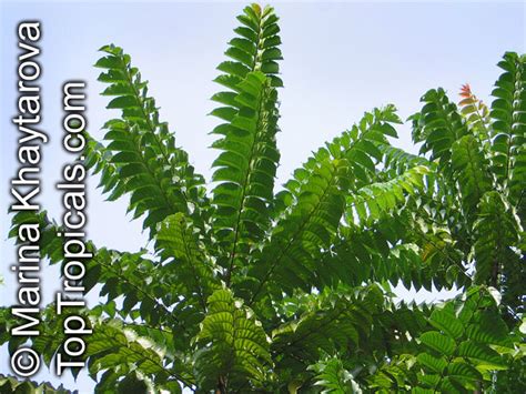 Chukrasia Tabularis Burmese Almondwood Top Tropicals Plant Encyclopedia