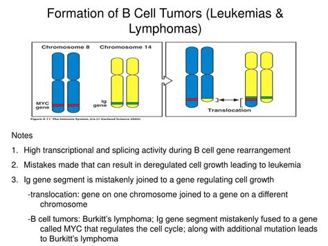 Ppt B Cell Development Powerpoint Presentation Free Download Id