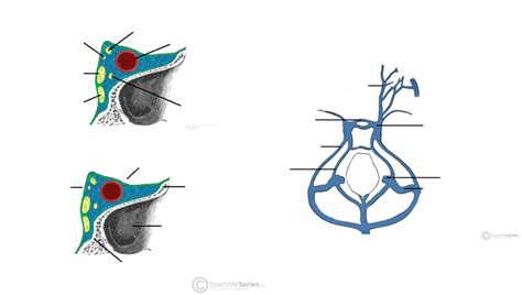 The Cavernous Sinus Diagram Quizlet