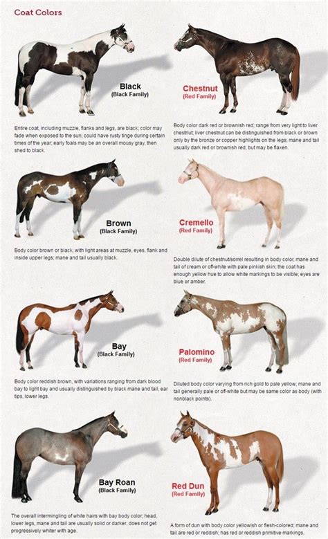 Pin On Everything Equine Pinto Horse Horse Markings Horse Coat Colors