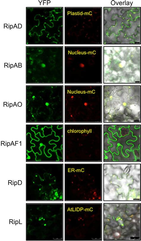 Subcellular Localization Of The Predicted Nuclear Localization