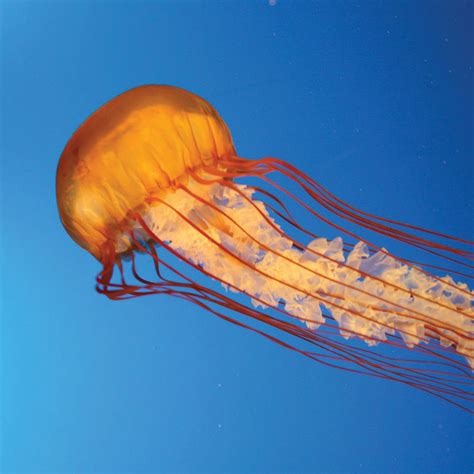 Section Page Template Ocean Tracking Network