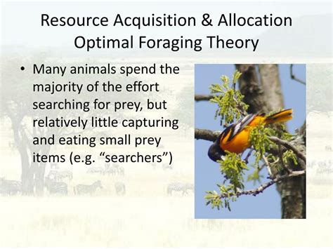 Ppt Resource Acquisition And Allocation Optimal Foraging Theory