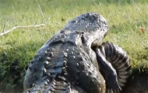 Gator Citizen Free Press