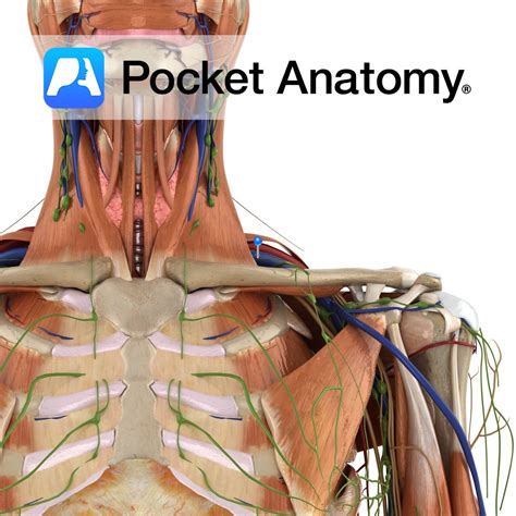 Subclavian Vein Pocket Anatomy