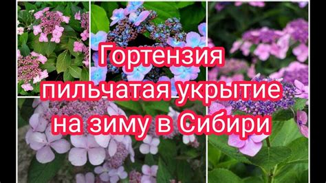 ГОРТЕНЗИЯ ПИЛЬЧАТАЯ В СИБИРИ. УКРЫТИЕ НА ЗИМУ. - YouTube