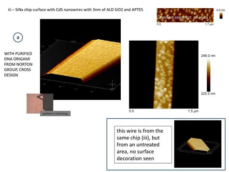 Ppt Sample Iii Sinx Surface With Cds Wires Ald Coated With Sio2 With Aptes Powerpoint