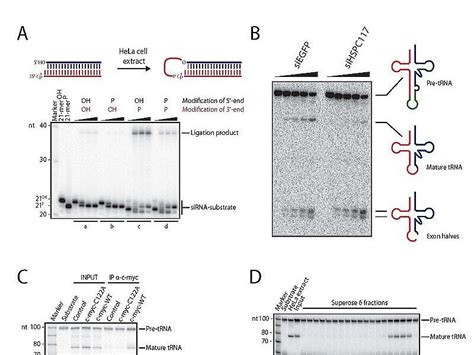 Hspc117 Is The Essential Subunit Of A Human Trna Splicing Ligase Complex