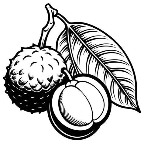 A Black And White Drawing Of A Fruit And Leaves 54077955 Vector Art At