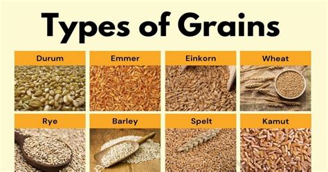 Common Types Of Grains In English You Should Know • 7esl Grains Einkorn Mood Off Images